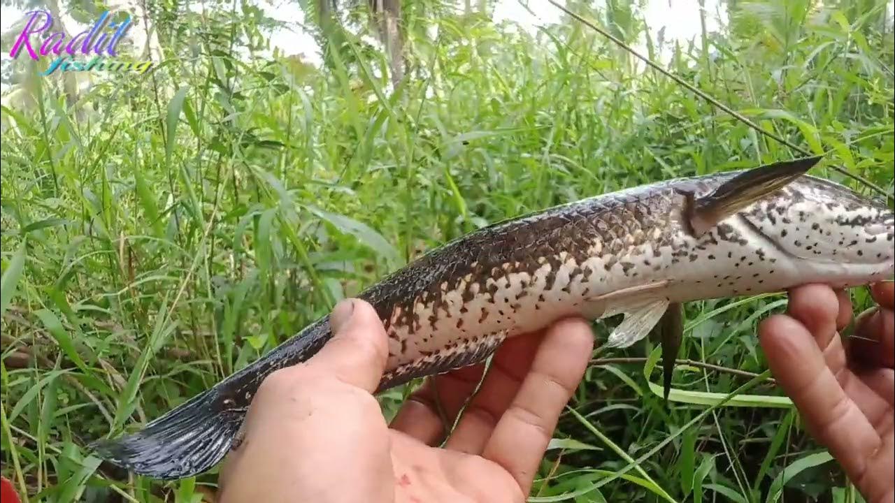 Rejeki...! Full Strike Mancing ikan gabus di parit yang mulai kering - YouTube