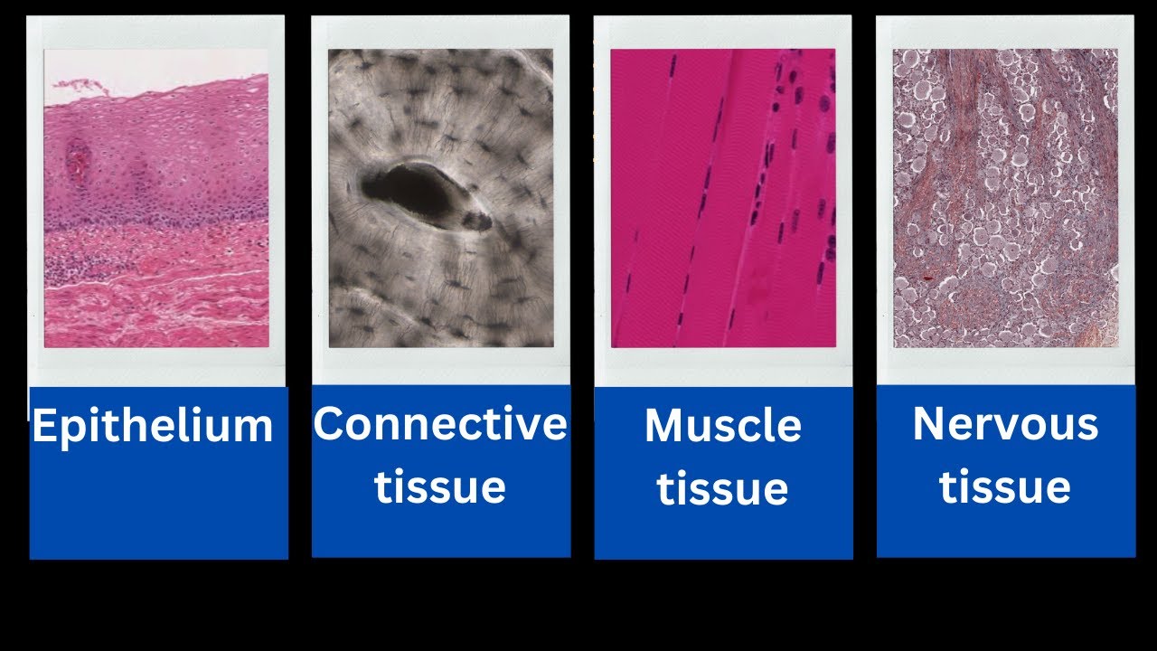 Basic Tissues | Intro to Histology | Dr Doris - YouTube
