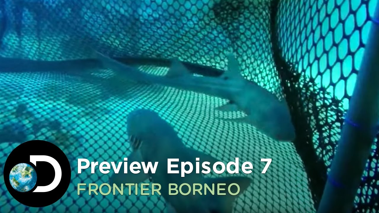 Preview: The Shark Project | Frontier Borneo S01E07 - YouTube