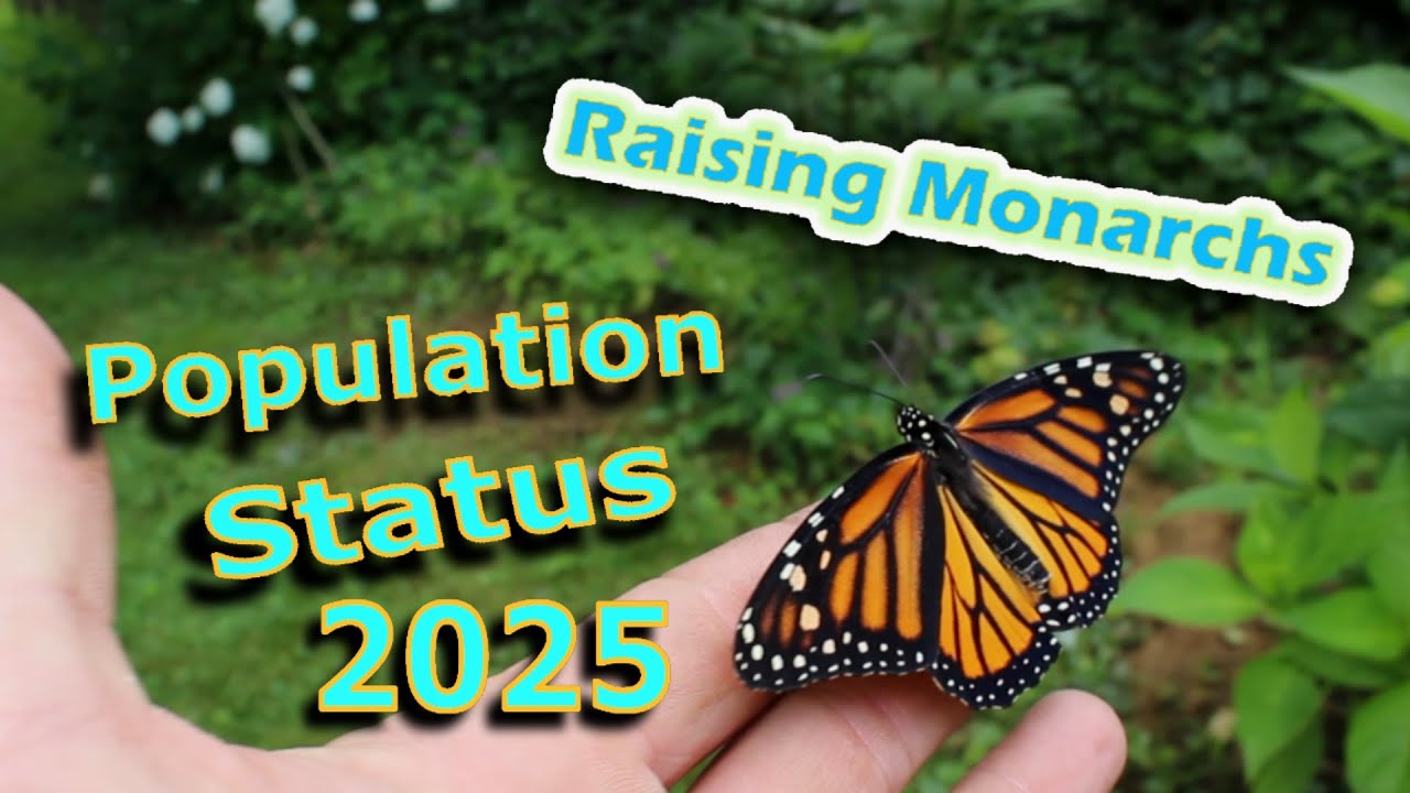 Raising Monarchs - Population Status 2025 (Help The Monarch Butterfly ...
