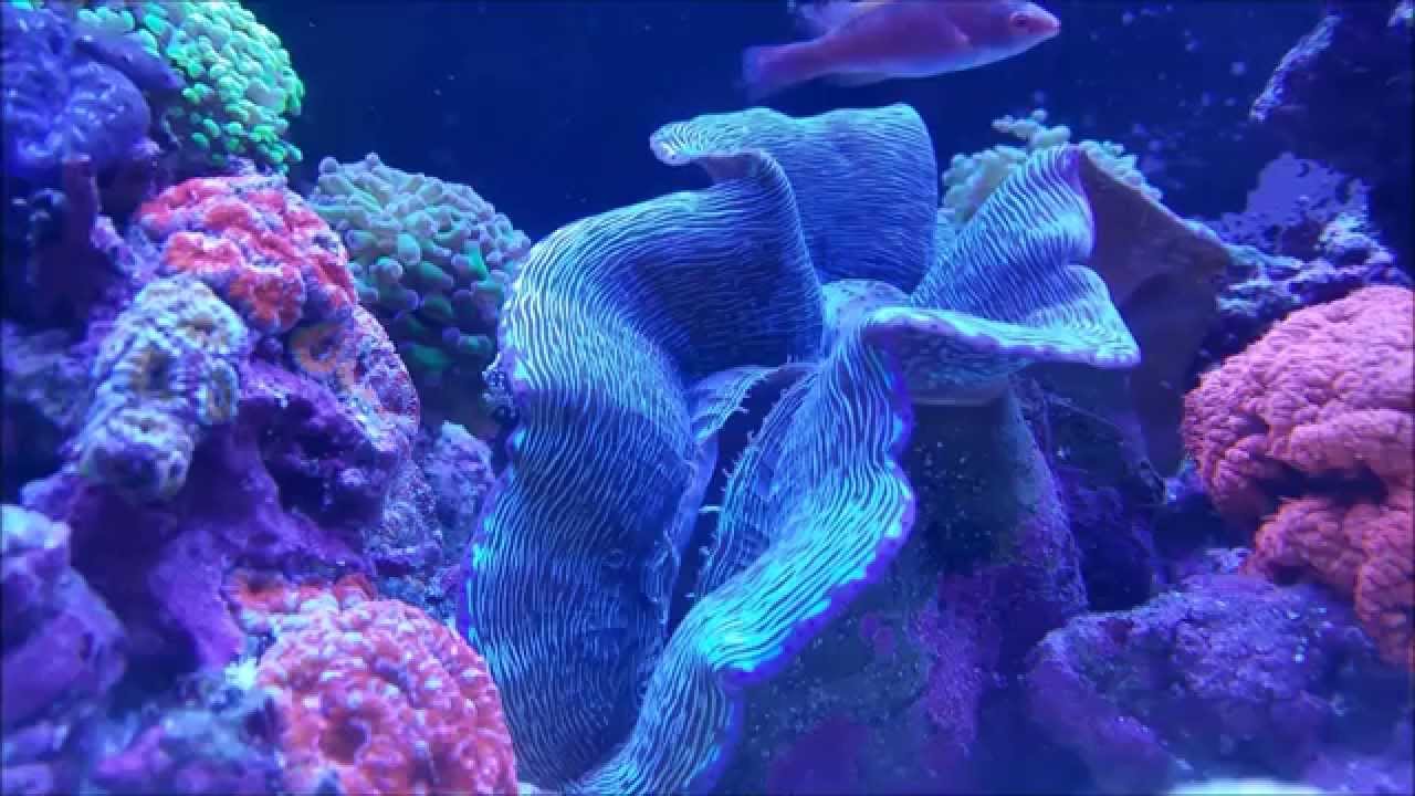 Tridacnid derasa clam spawning in home aquarium - YouTube