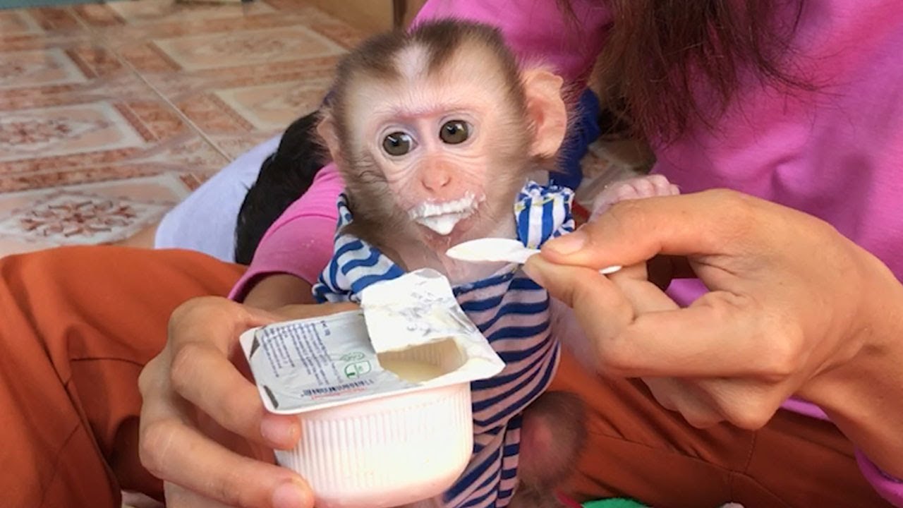 So Yummy the baby monkey with yogurt - YouTube