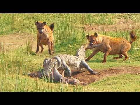 Hyenas Try Pull Monster Crocodile by His Tail