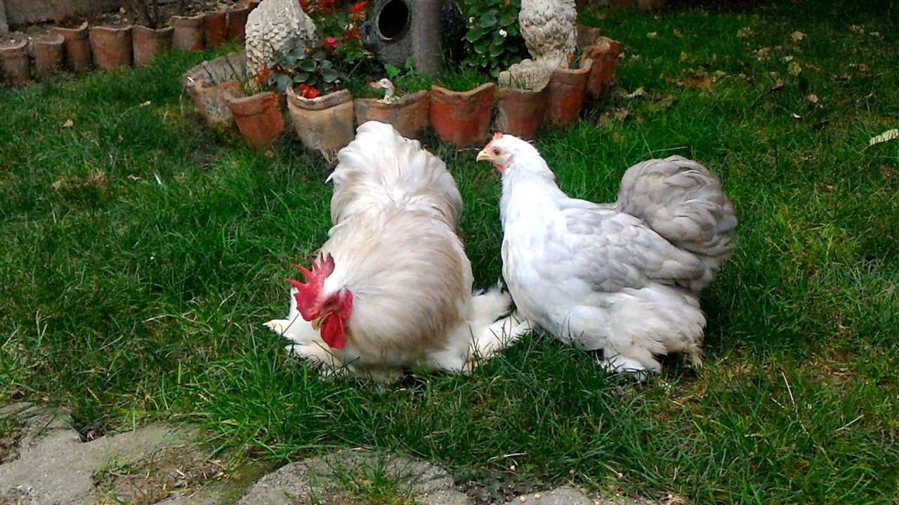 BOBTAİL COŞİN BANTAM - YouTube