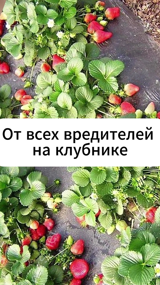 Средство от всех вредителей на клубнике! #огород #дача #сад #клубника ...