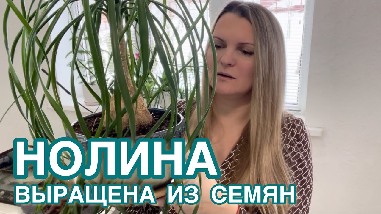 ОБЗОР ВАМ НОЛИНА ОЧЕНЬ ПОНРАВИТСЯ УХОД И ВЫРАЩИВАНИЕ ИЗ СЕМЯН