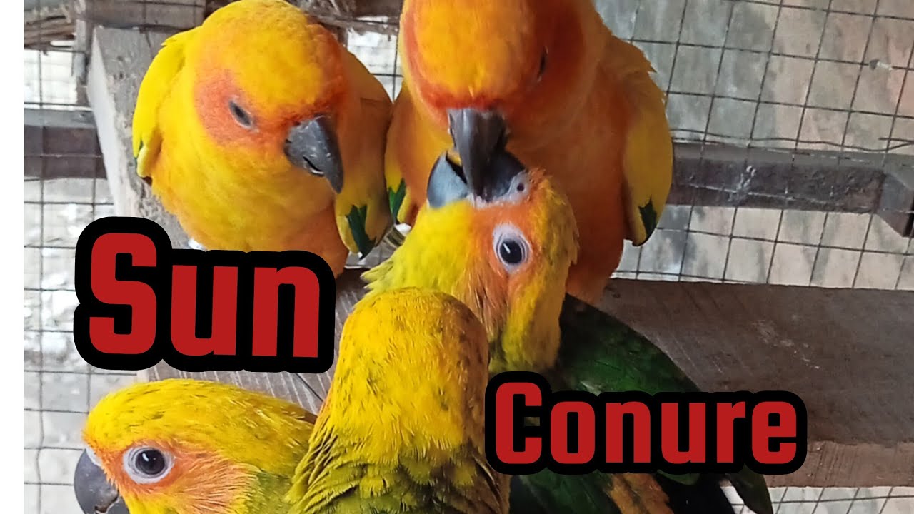 Sun conure parrots birds#parrotspeak #sun conure#birds - YouTube