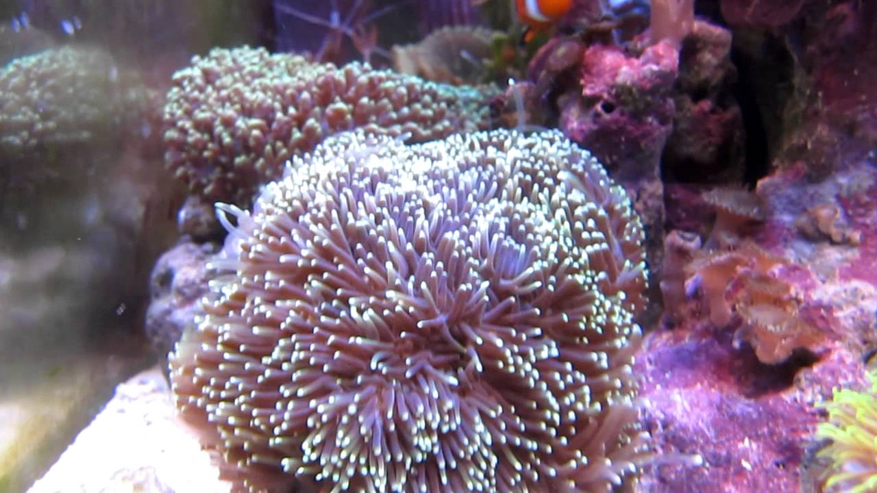 Galaxea sp - YouTube