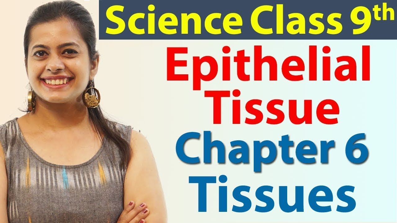 Epithelial Tissue - Animal Tissues - Chapter 6 - Tissues - Science ...