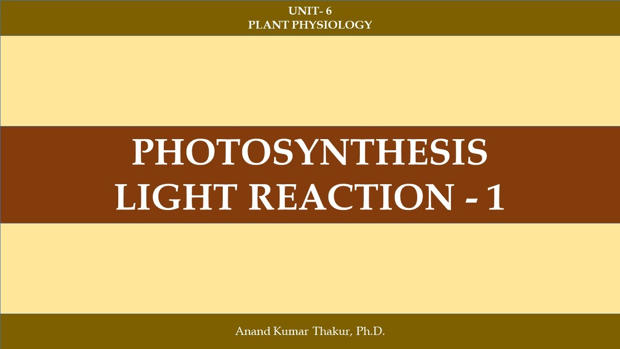 PHOTOSYNTHESIS - LIGHT REACTION - 1 - YouTube