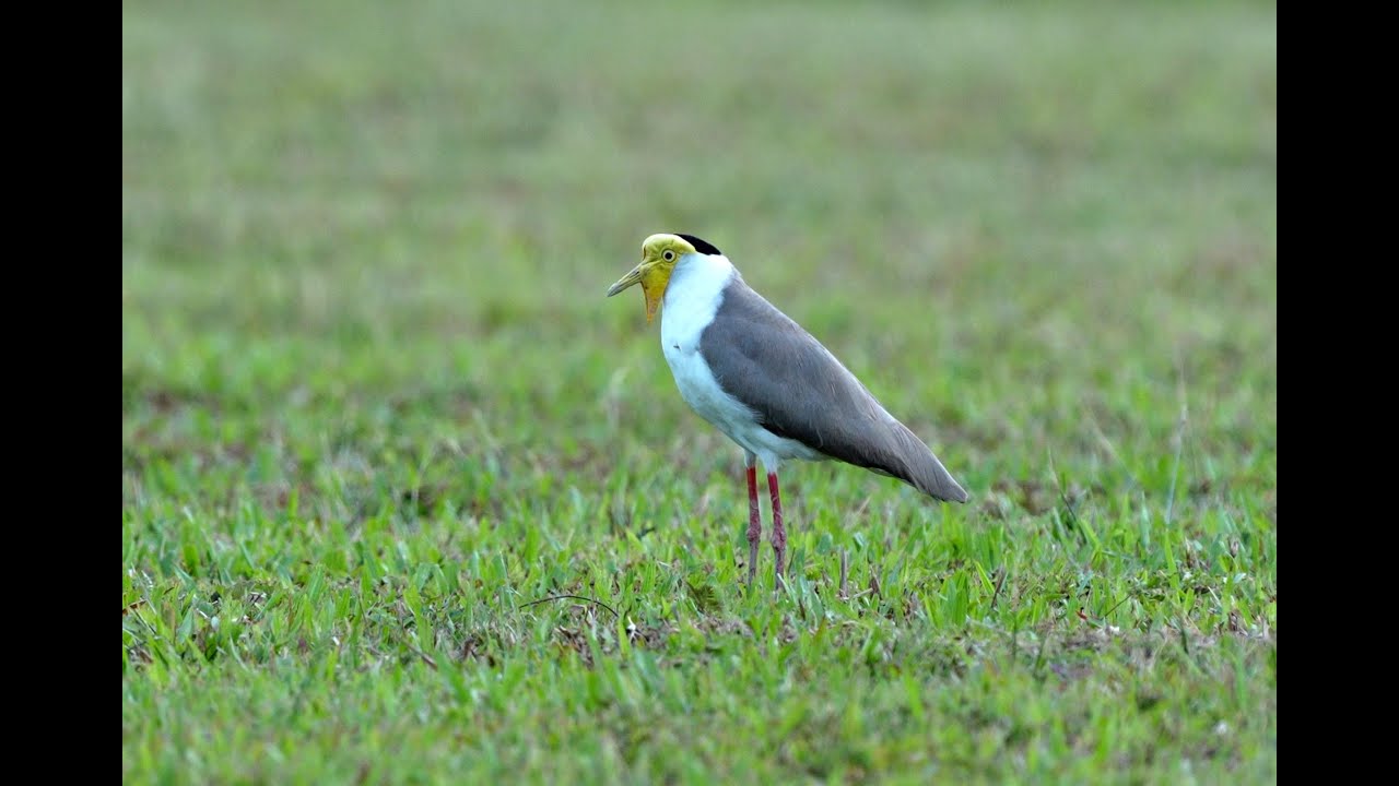Masked Lapwing's alarm call - YouTube