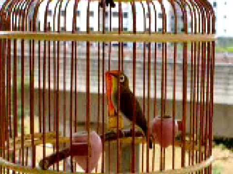 My Mata puteh bird - Tweety - YouTube