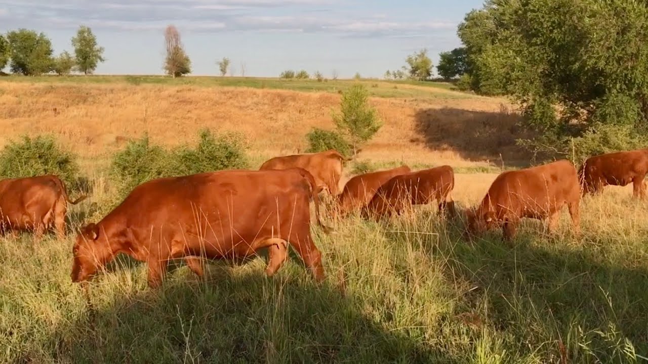 Red Angus Cows Grazing at Sunrise - YouTube