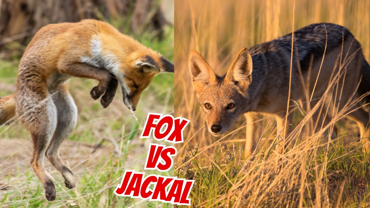 Fox vs Jackal: What is Difference | A Detailed Comparison - YouTube
