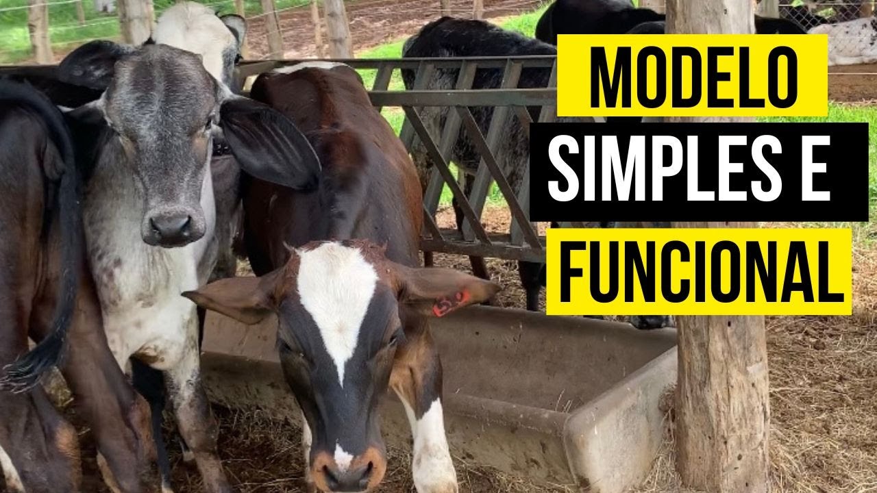Como começar a criar bezerro leiteiro? [DIVISÃO EM PIQUETES] 🐮🌱 - YouTube