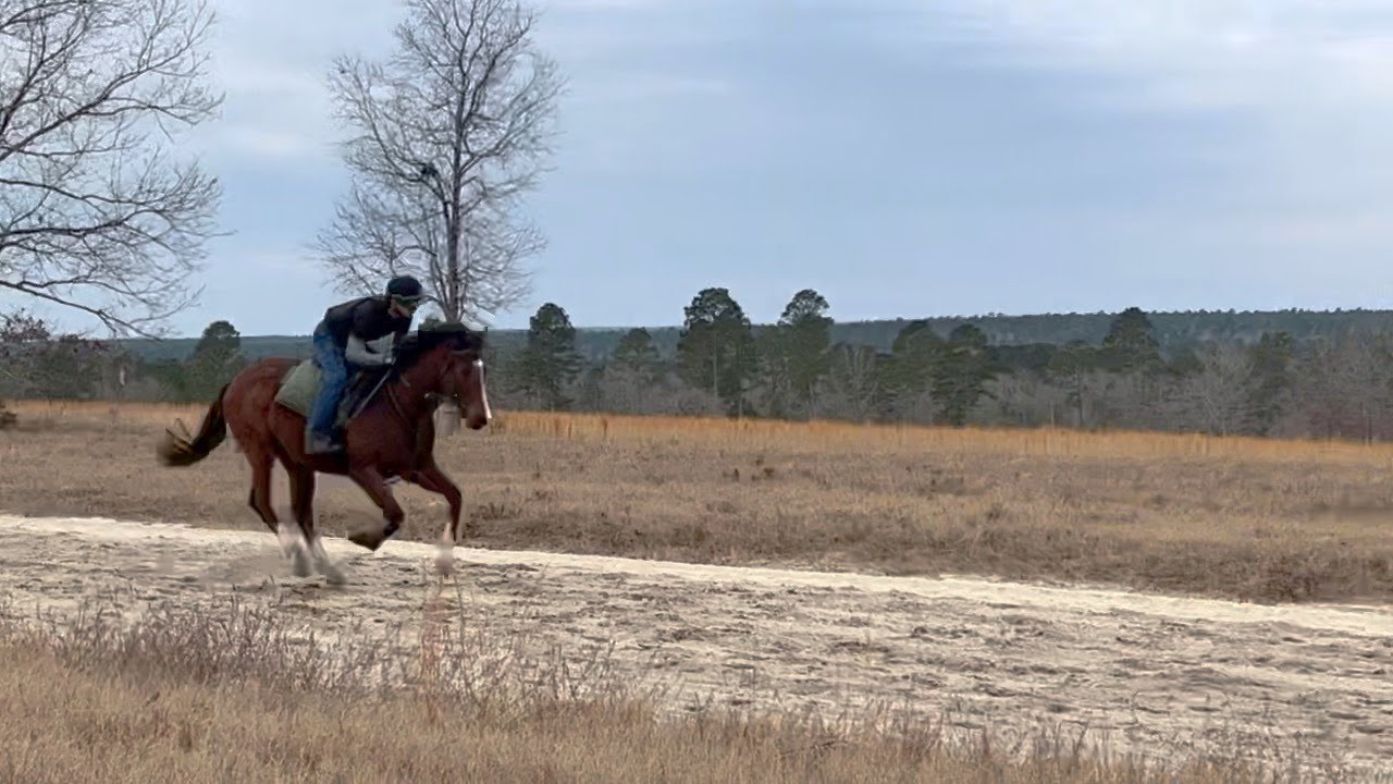 Mason Springs Pinhook Group - End of January Progress Report - YouTube