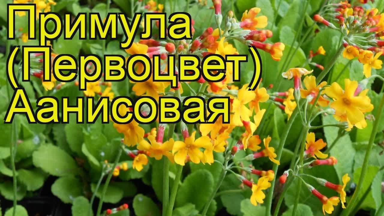 Примула анисовая. Краткий обзор, описание характеристик, где купить ...