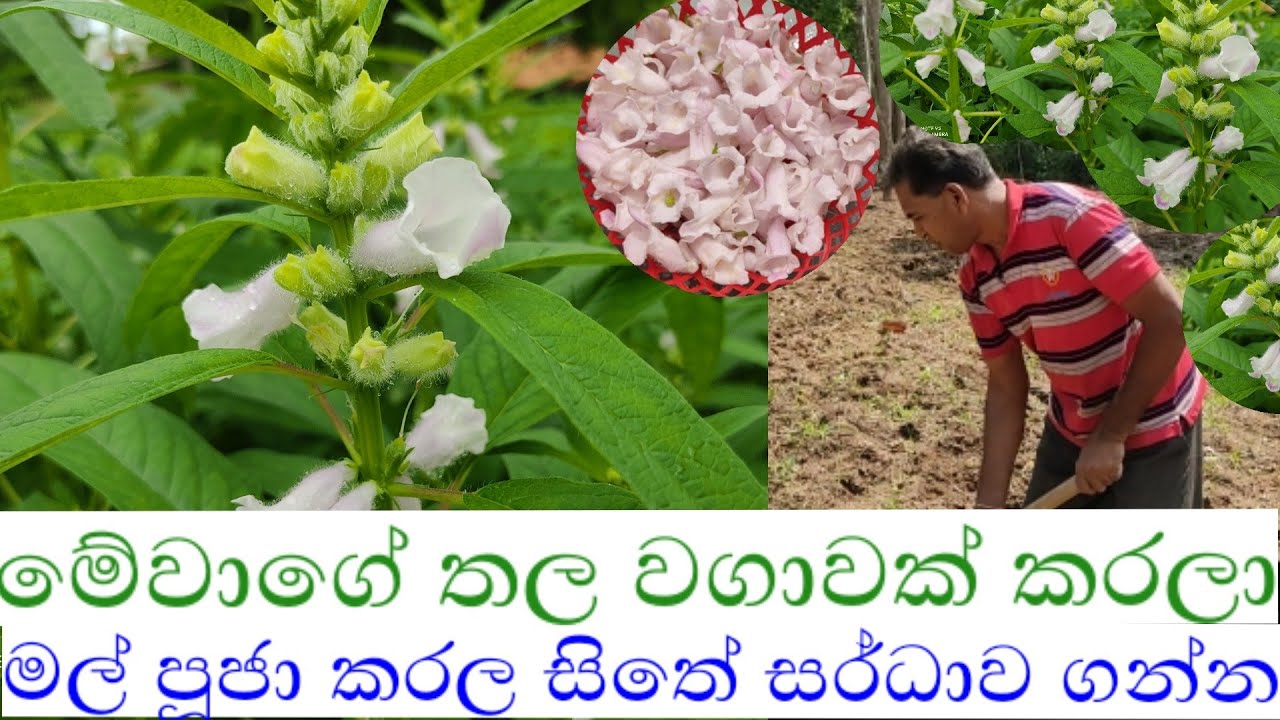 Tala wagawa mal pujawa Sinhala/තලවගාව මල් පූජාව - YouTube