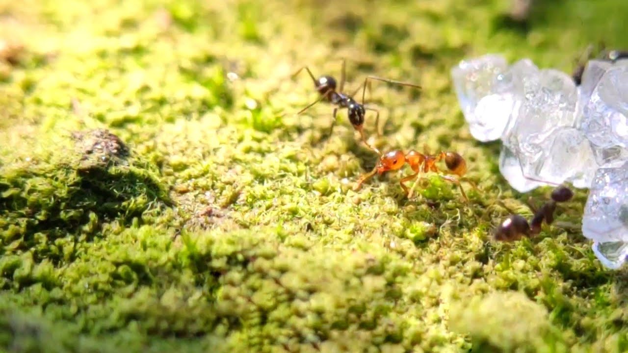 Black Crazy Ants Versus Lophomyrmex Ants (Short Fight) - YouTube