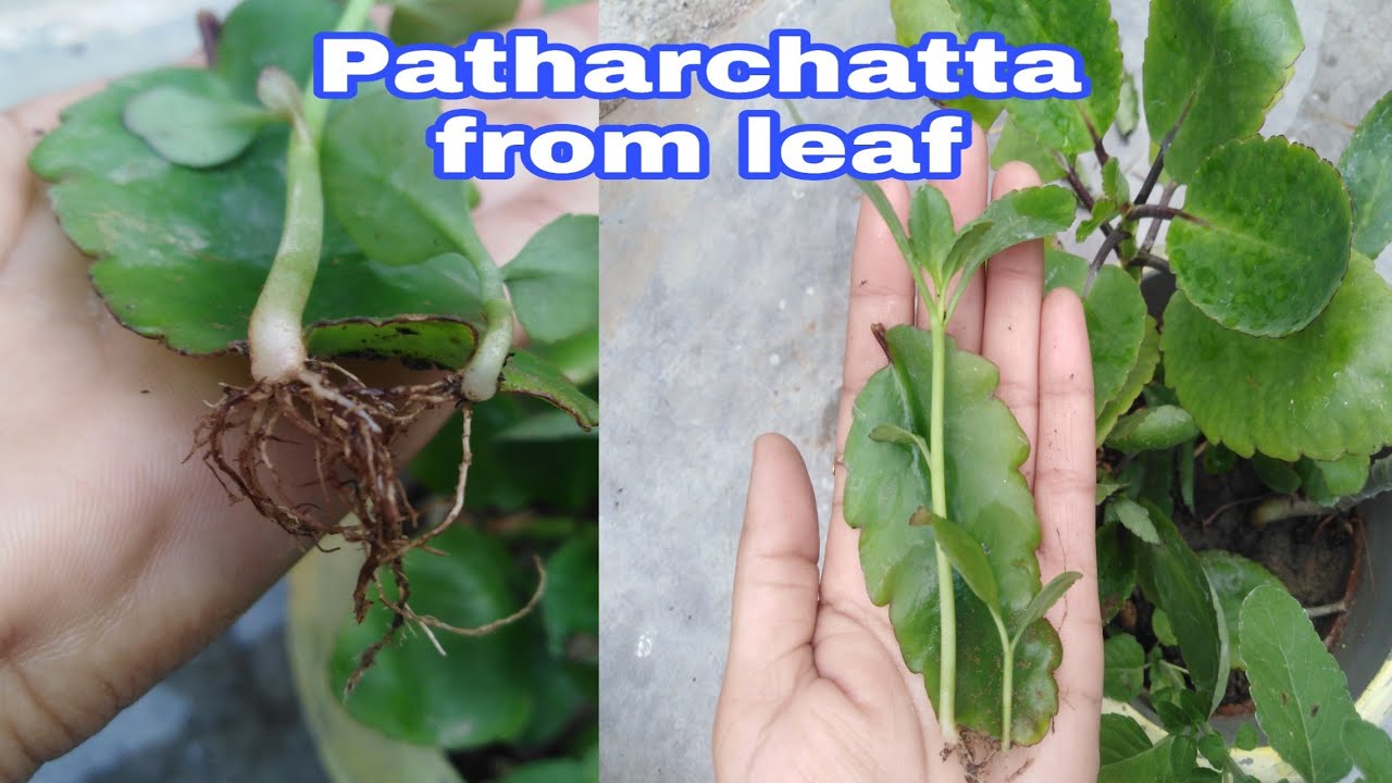 How to grow patharchatta plant from leaf🍃पत्थरचट्टा के पत्तियों से नया ...