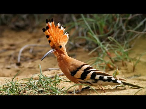 hoopoe bird | hudhud bird | indian hoopoe bird video - YouTube