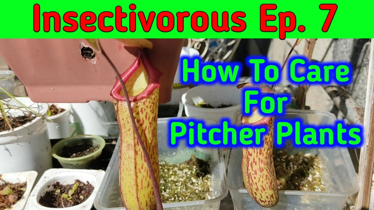 How to care for Pitcher Plants | Insectivorous Ep. 7 - YouTube