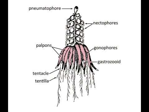 Siphonophores: A Colonial Existence - YouTube