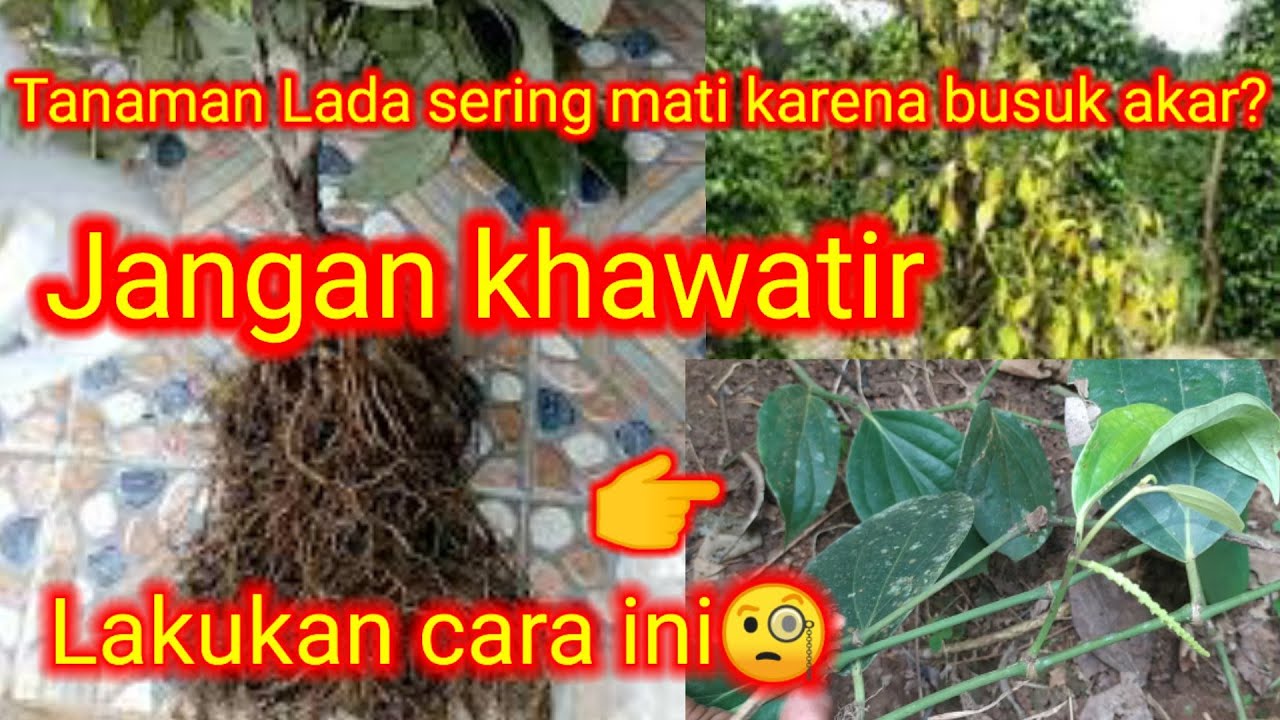 Cara menyelamatkan Lada dari busuk akar #merawatlada #pepper - YouTube