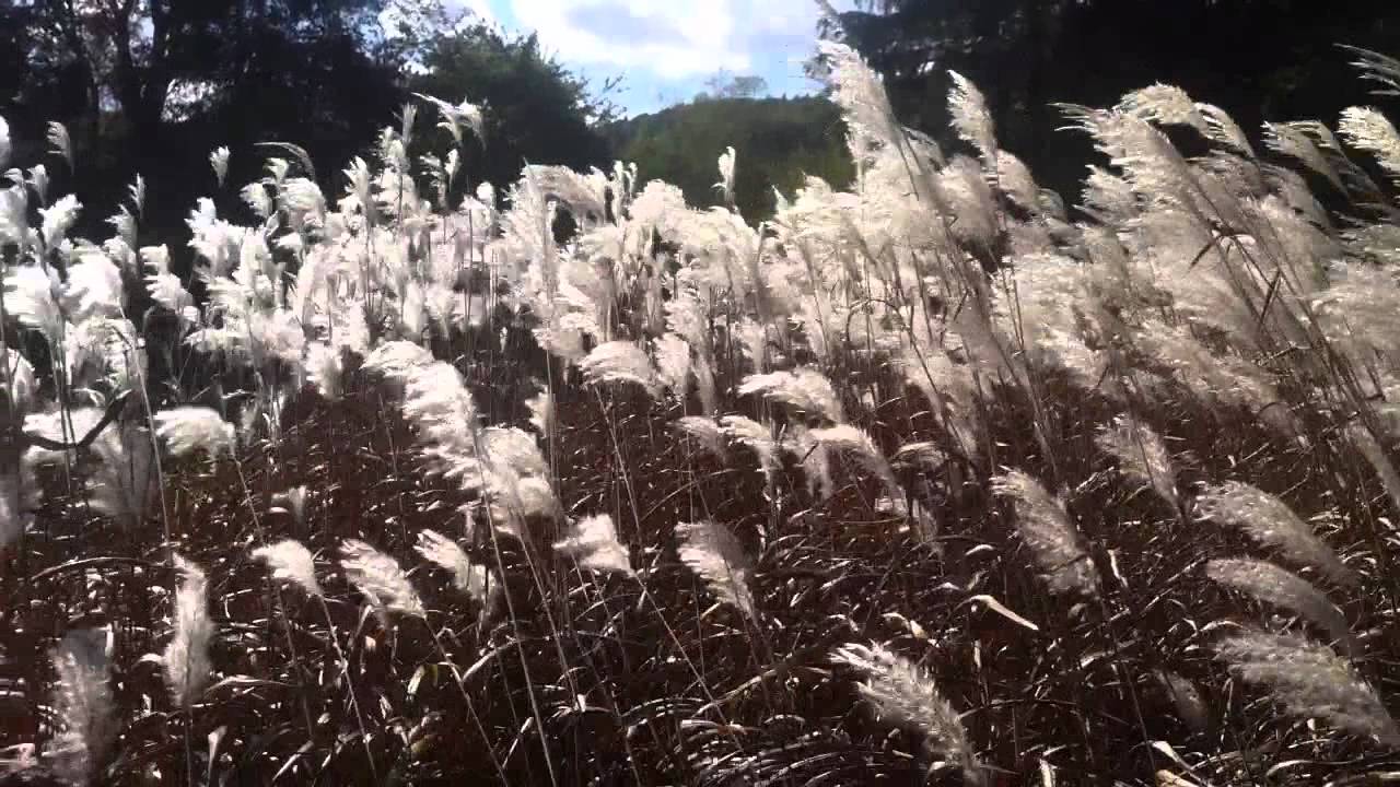 Tall Grass Blowing in the Wind - YouTube