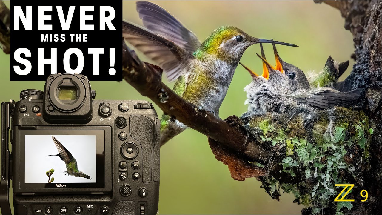 FREEZE birds in flight | SHARP hummingbird photos | Pro tips for ...