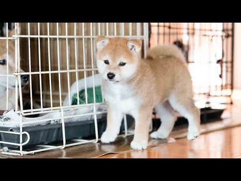 ID4246柴犬子犬赤♀ shiba inu puppy red female - YouTube