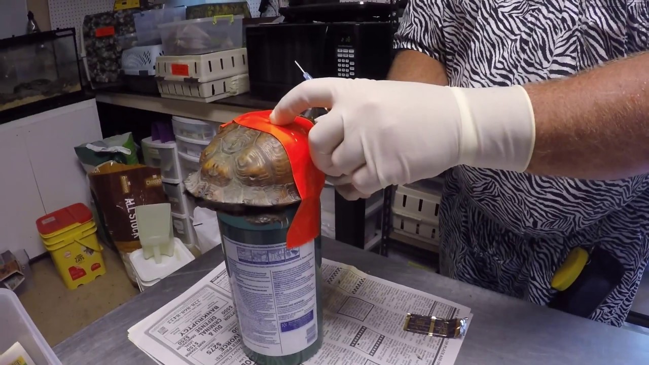 PUScam!!! T carolina with right foot abscess and possible mass - YouTube