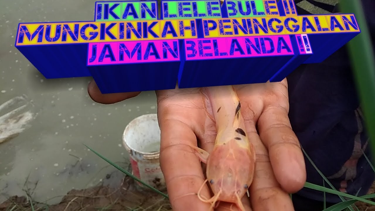 Penemuan ikan lele bule !! di kolam ikan Nila !! mungkinkah peninggalan ...