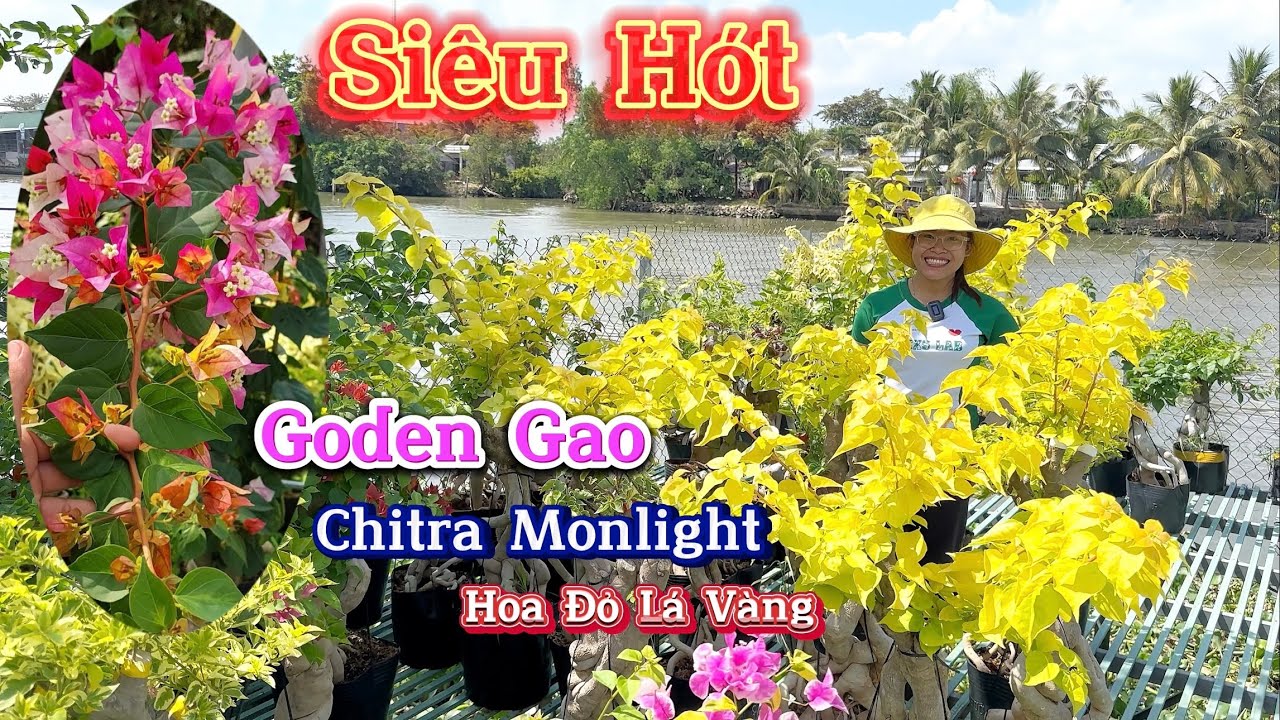 Hoa giấy giống mới Goden Gao, Chitra monlight, Tiger Vàng..👉25/04☎️ ...