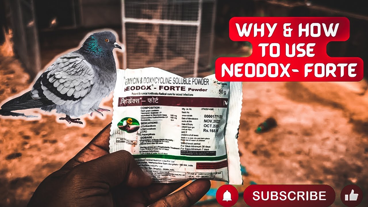 Neodox Forte For Pigeons | How to use Neodox Forte | Best for Bacterial ...
