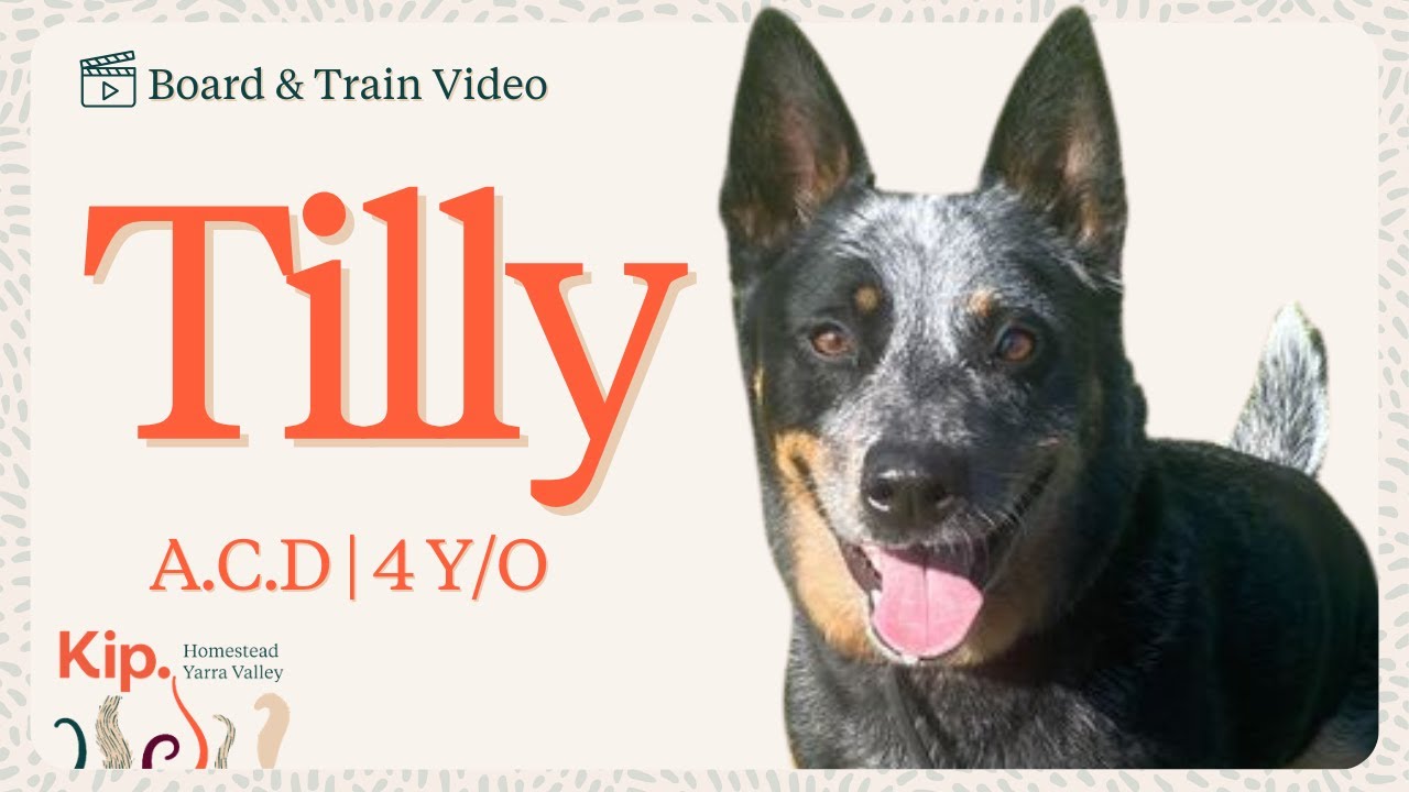 Tilly Training Video - YouTube