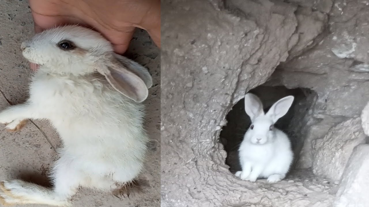 Little rabbit death||Sad seen|| Rabbit grave moment - YouTube