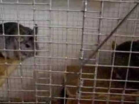 chinchillas mating - YouTube