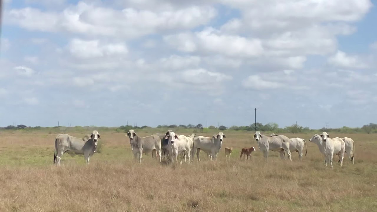 40 Brahman Heifers exposed Mann Horned Hereford Bull since November ...