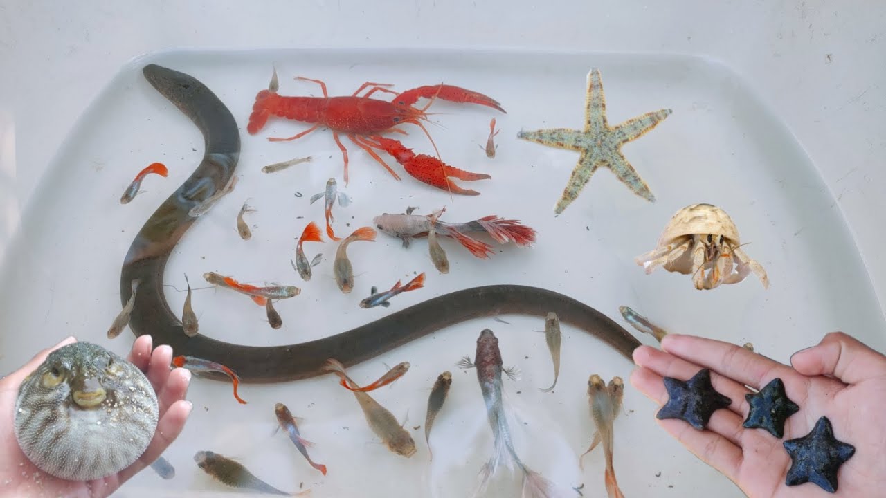 Seek and Find Starfish, Kelomang, Ikan Buntal, Ikan Belut, Keong, Siput ...
