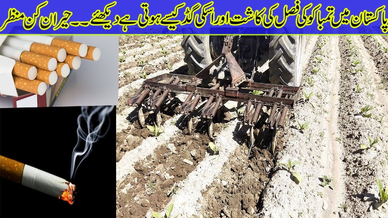 Tobacco Farming in Pakistan | Amazing video | Agri Tech - YouTube