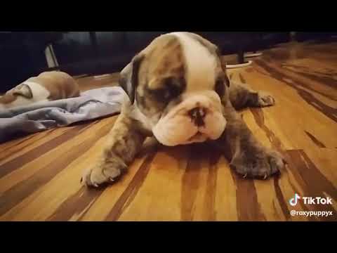 Changes-Small dog crying sad music - YouTube