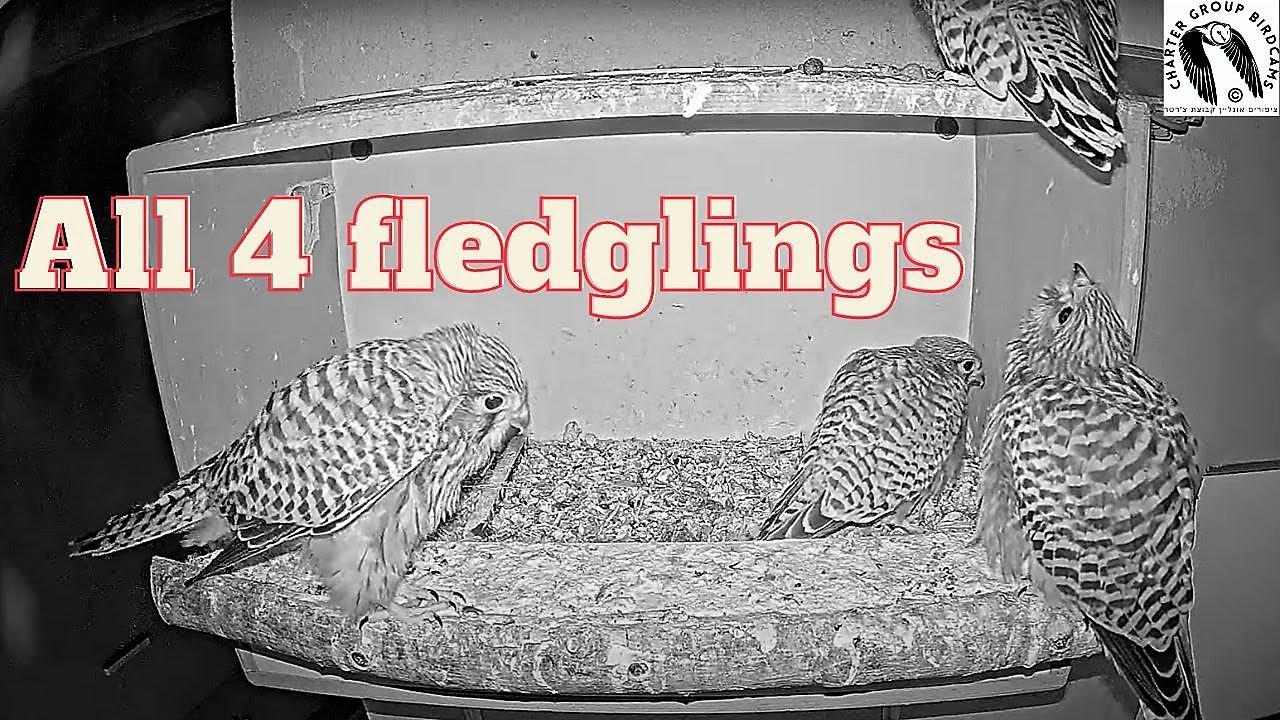 Falcon Reunion: Watch All Four Kestrel Fledglings Return to Their Nest ...