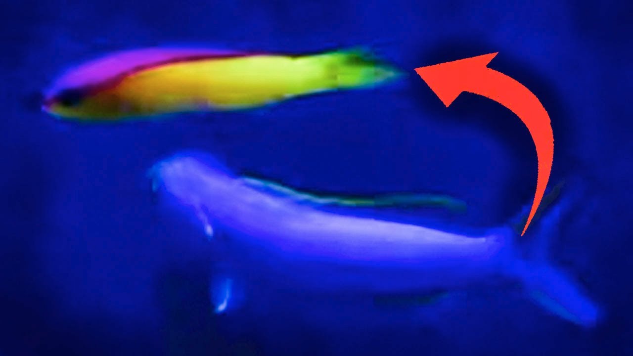 The FISH that CHANGES COLORS on COMMAND!? - YouTube