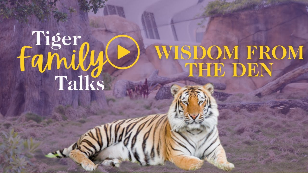Tiger Family Talks: Wisdom From The Den Webinar - YouTube