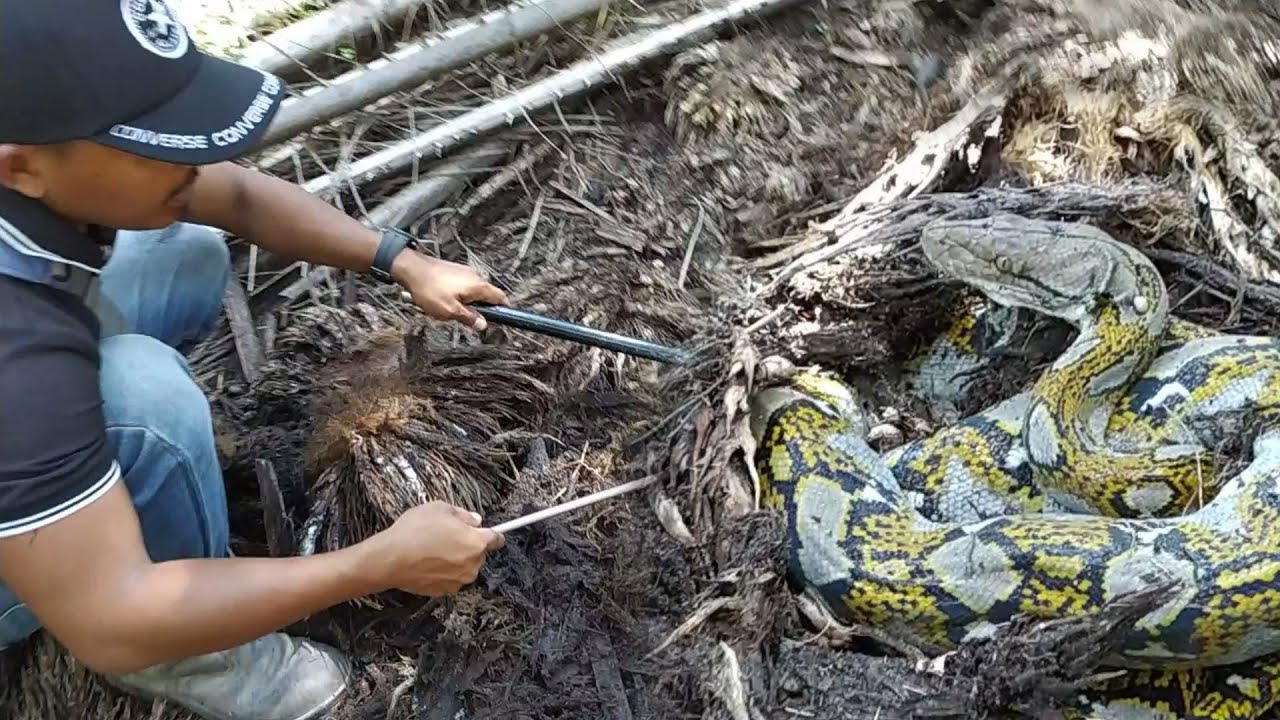 PENANGKAPAN DAN EVAKUASI ULAR PYTHON SANCA KEMBANG YANG MENGGEGERKAN ...