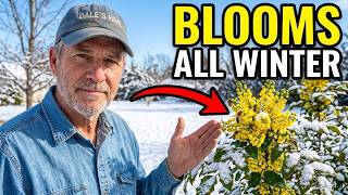There's A Flower That Feeds Bees All Winter And Nobody Plants It Anymore