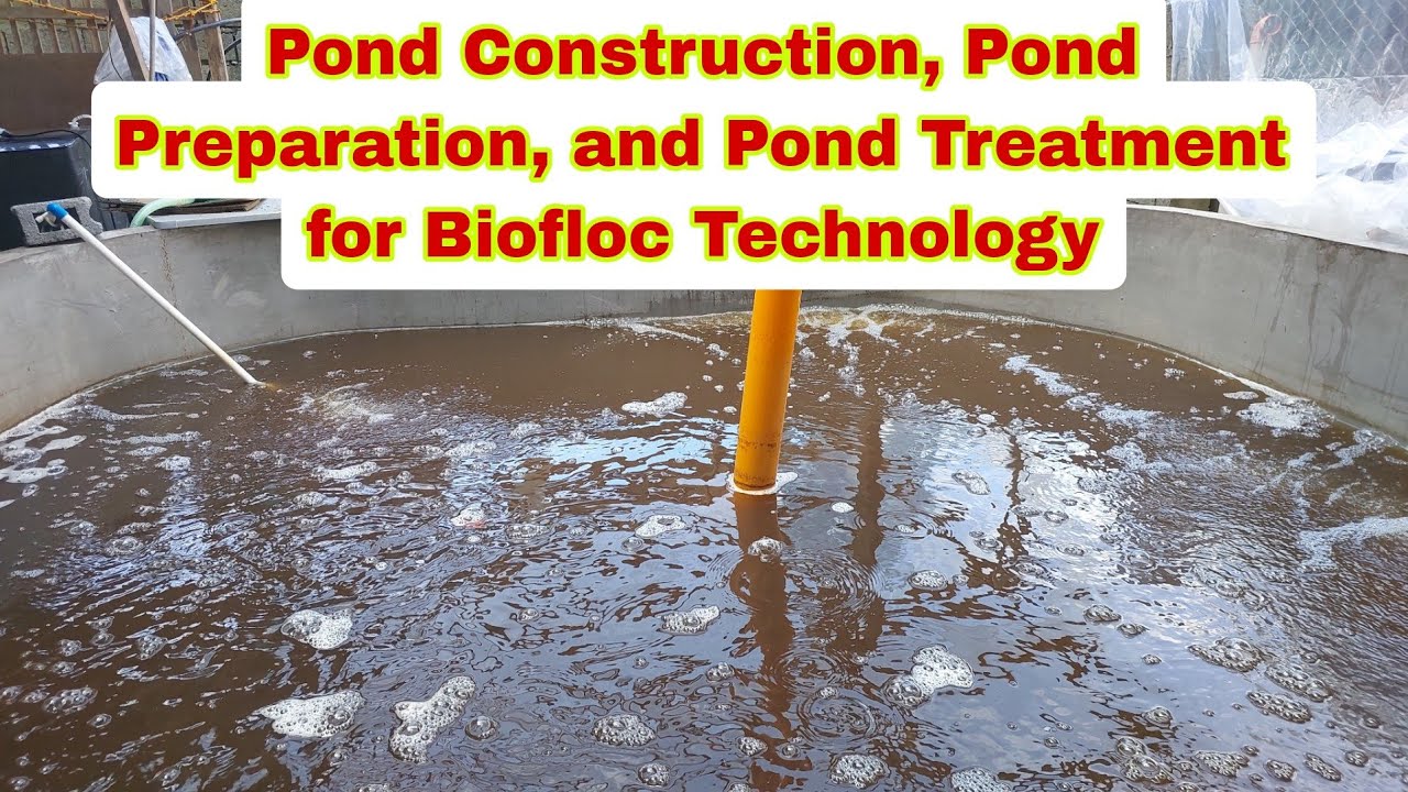 How to Start BIOFLOC TECHNOLOGY in Tilapia / Catfish? Complete Guide ...