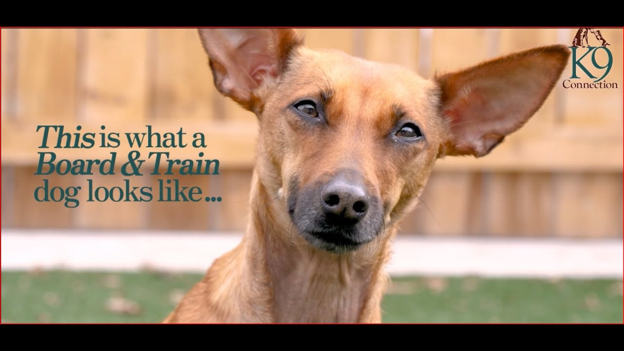 K9 Connection Board and Train Program - YouTube