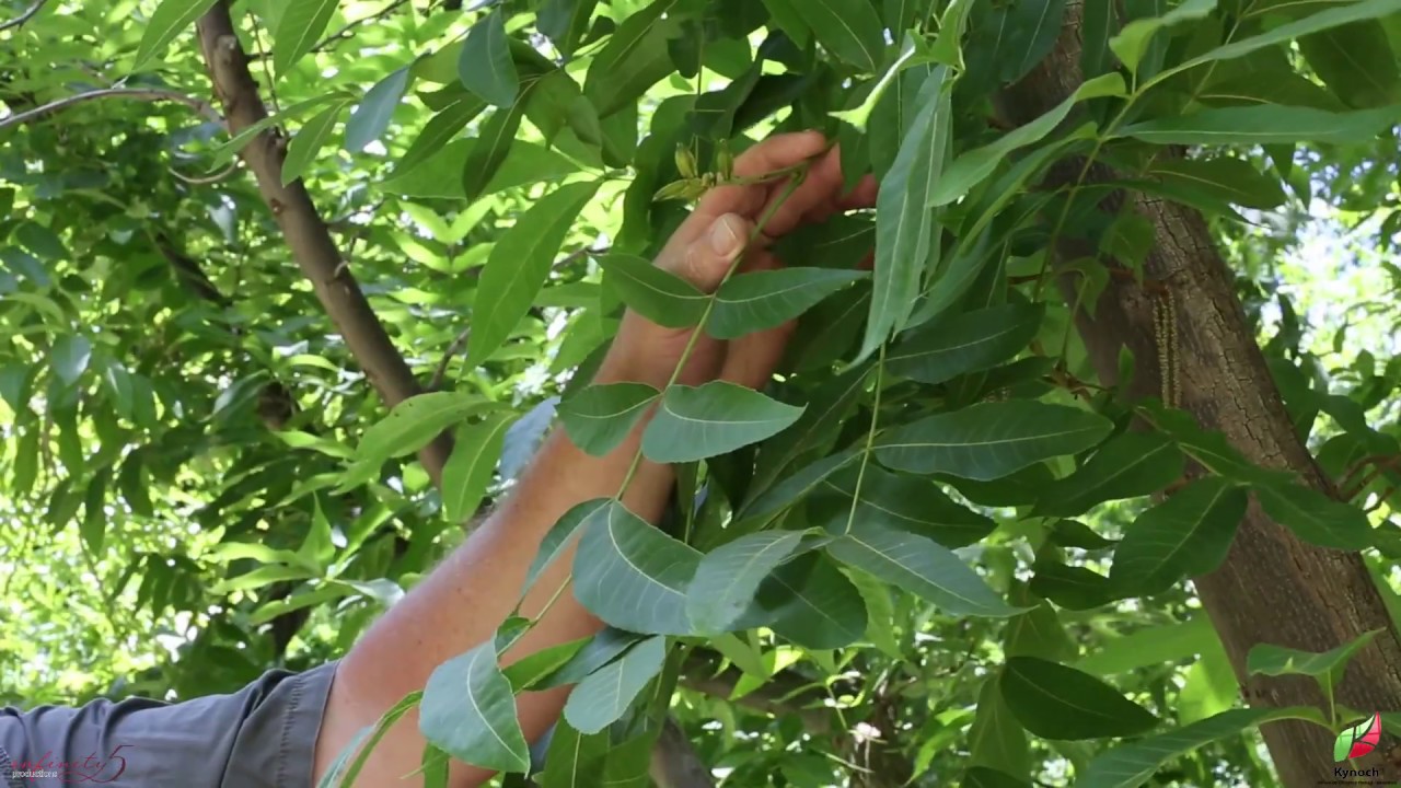 Suksevolle Pekanneute bome in die Noord-Kaap - YouTube